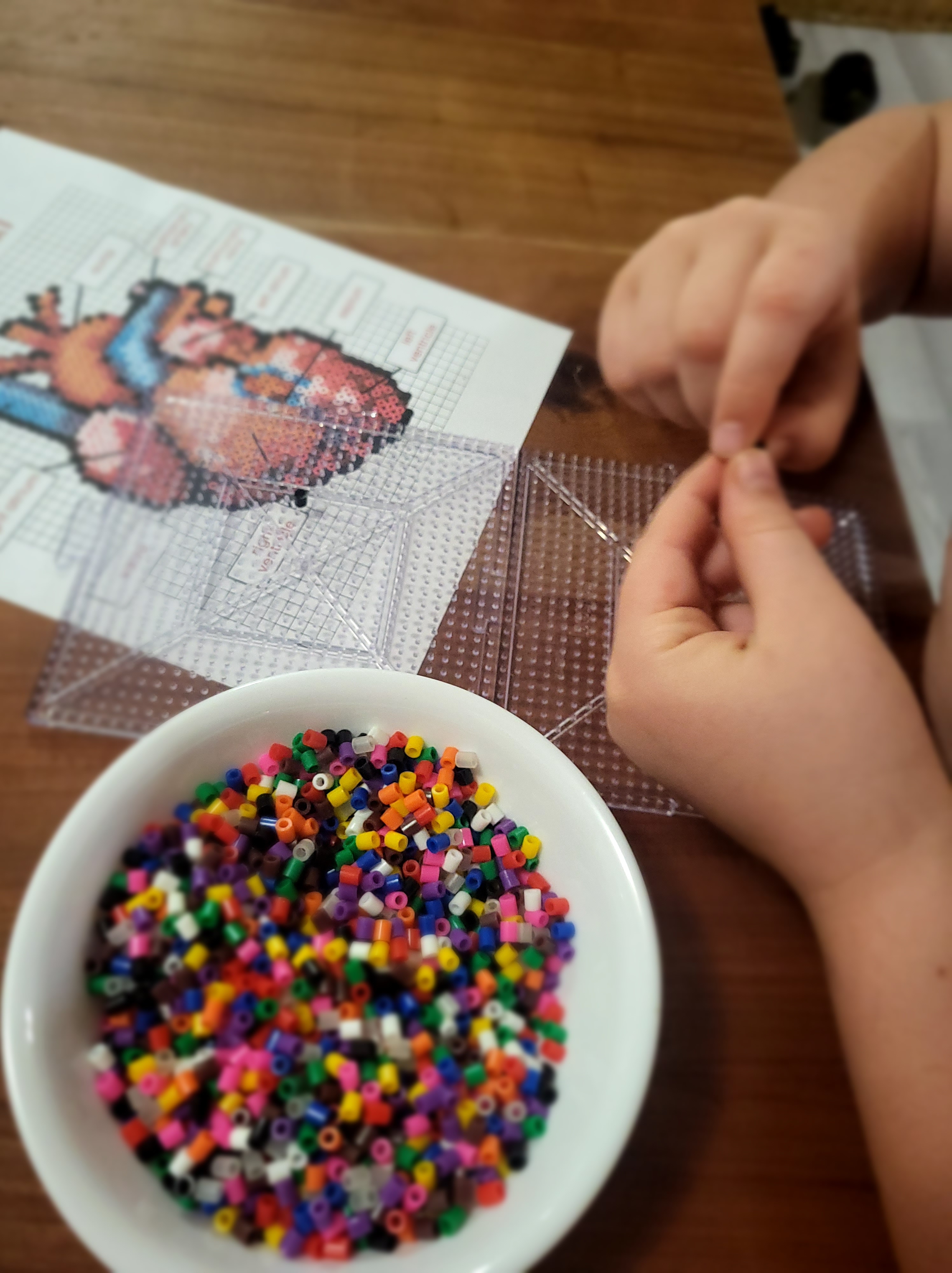 Blog Entry Anatomical Heart Project – Perler Style – Scholar Forge